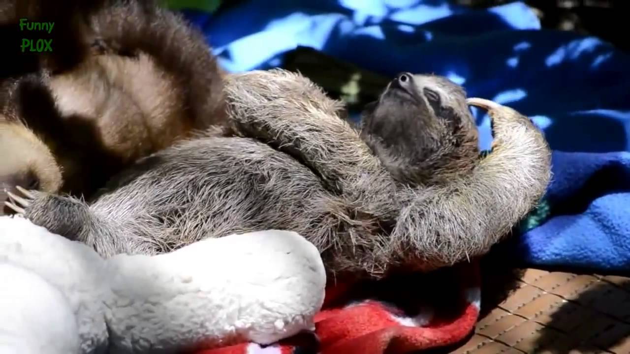 Funny and Cute Baby Sloth Compilation 2014 NEW HD - YouTube
