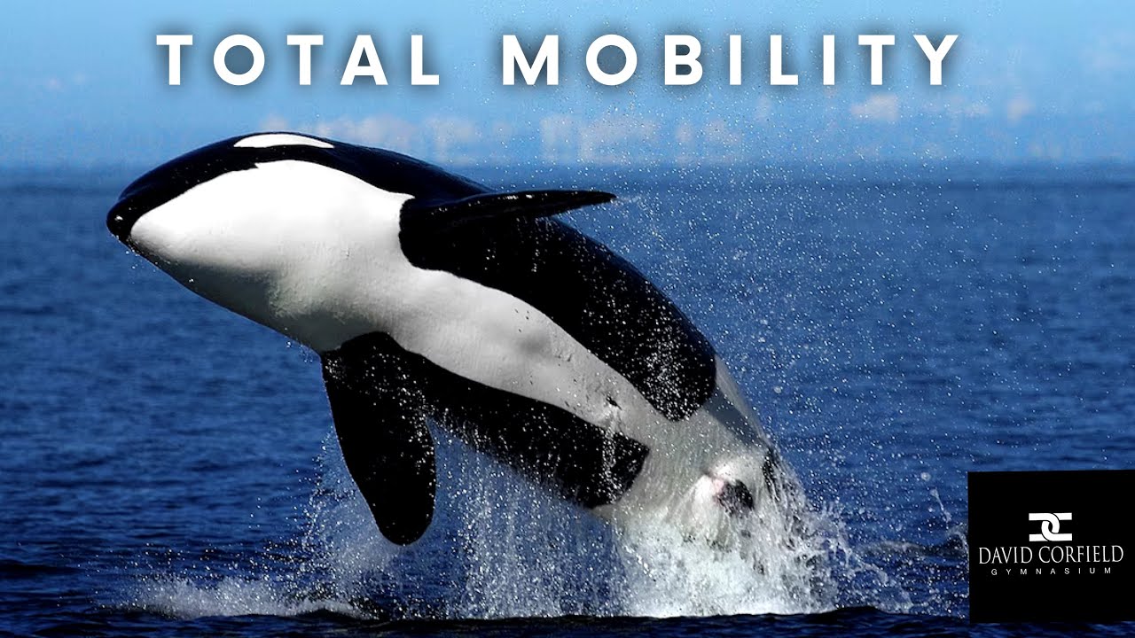 TOTAL MOBILITY DAY 6 - YouTube