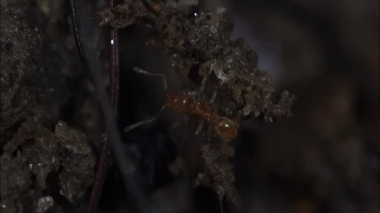 Sri Lankan Relict Ant (Aneuretus simoni) #1 - YouTube