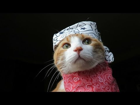 Thug Life Cat - YouTube