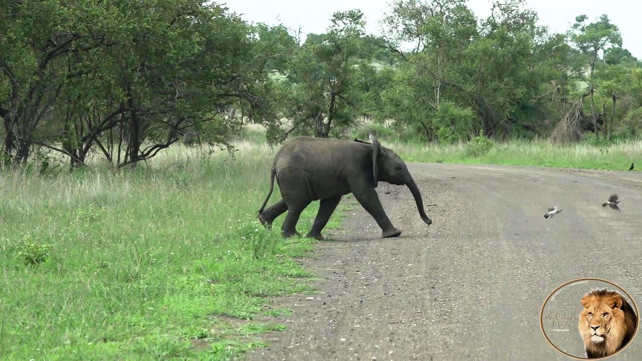 Cheeky Baby Elephant vs The Birds - YouTube
