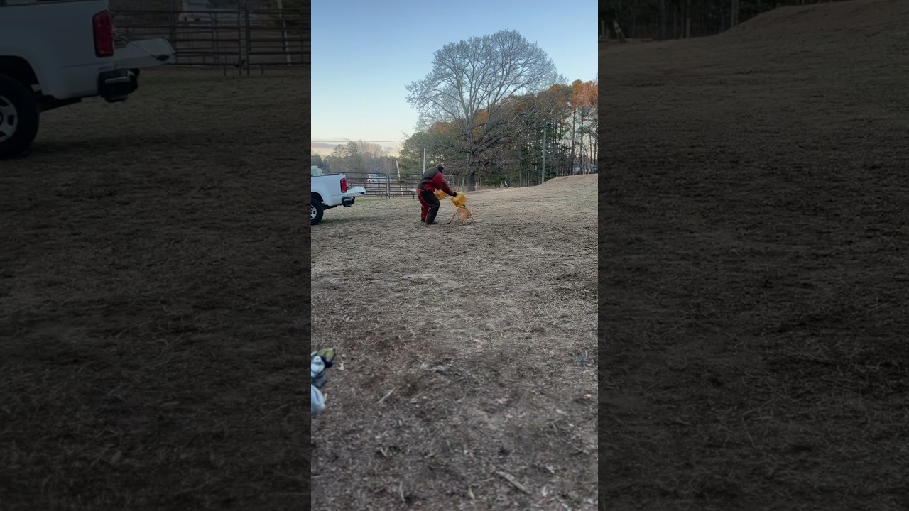Bullherder pup on a Small Fend off pressure #k9 #bullherder #bitework # ...