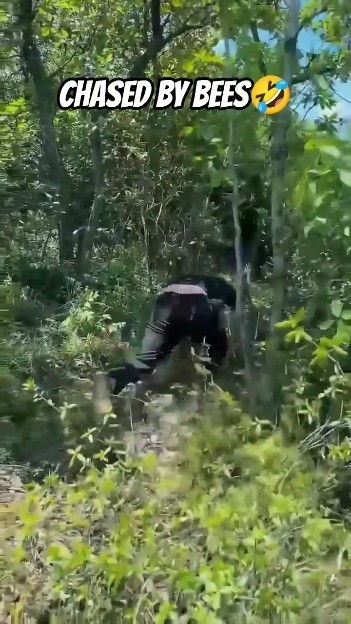 chased by bees #funny #bee #Forestbee #shorts #comedy - YouTube