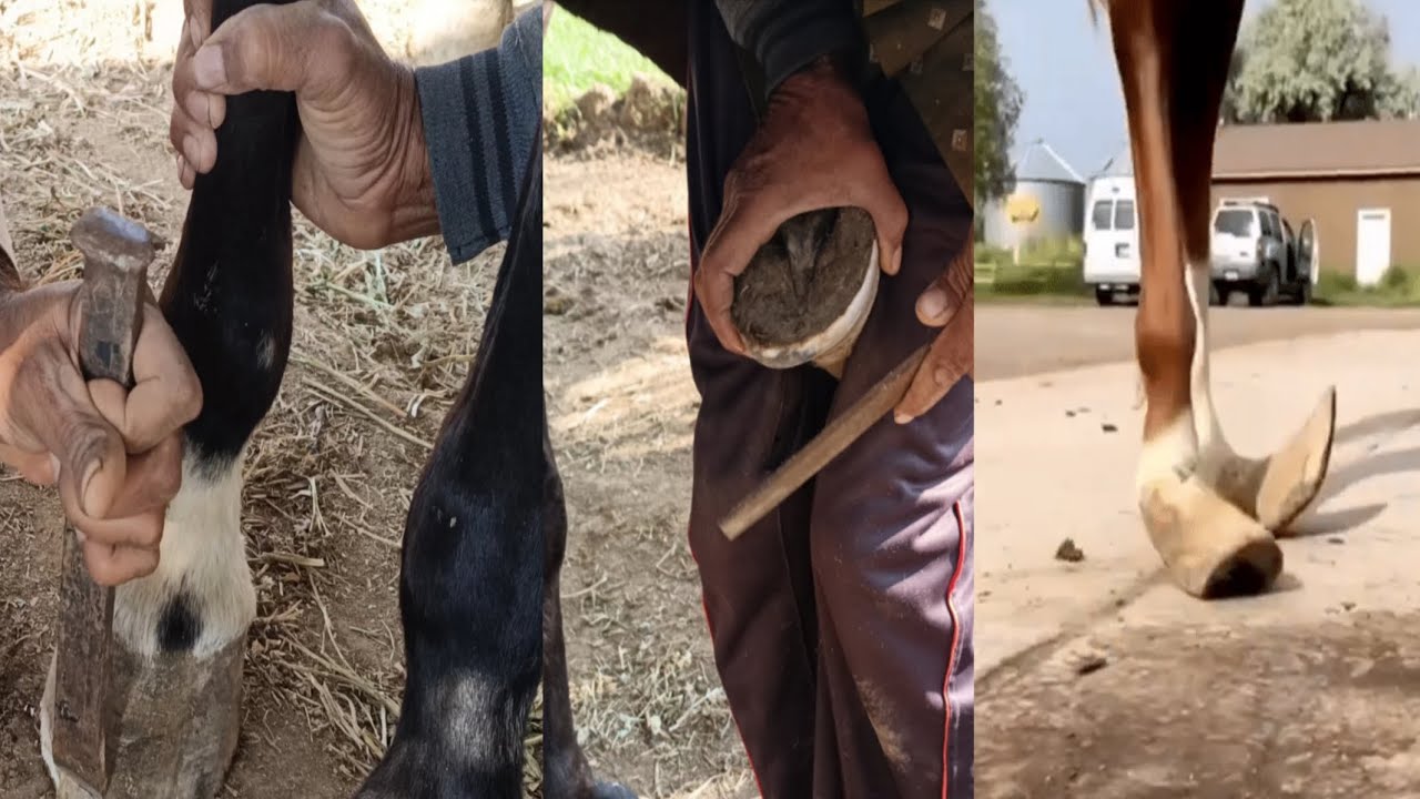 ghode ke nakhun kese Kate ! ghode ke nakhun katne ka desi jugad - YouTube