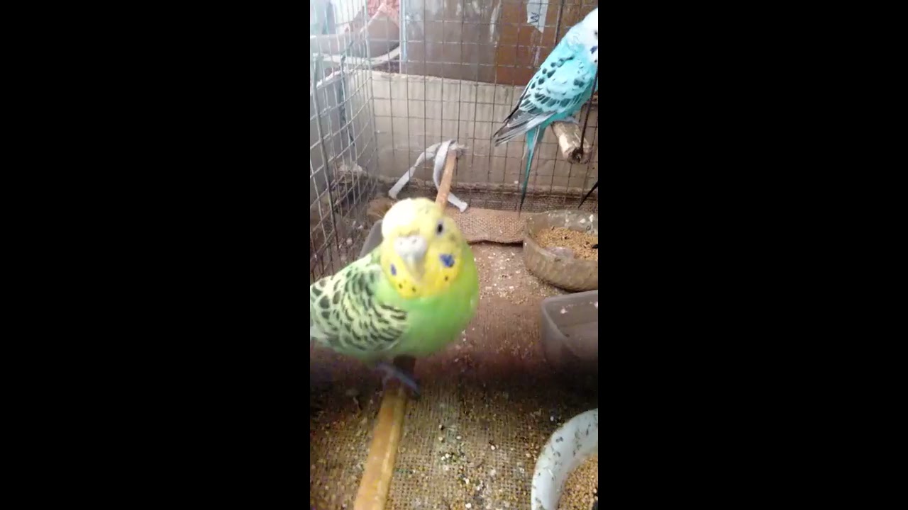 Cute Love Birds...Chitti, Puppy, Chiku, Chittu, Lally - YouTube