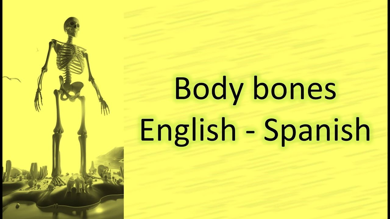 Body bones / English - Spanish - YouTube