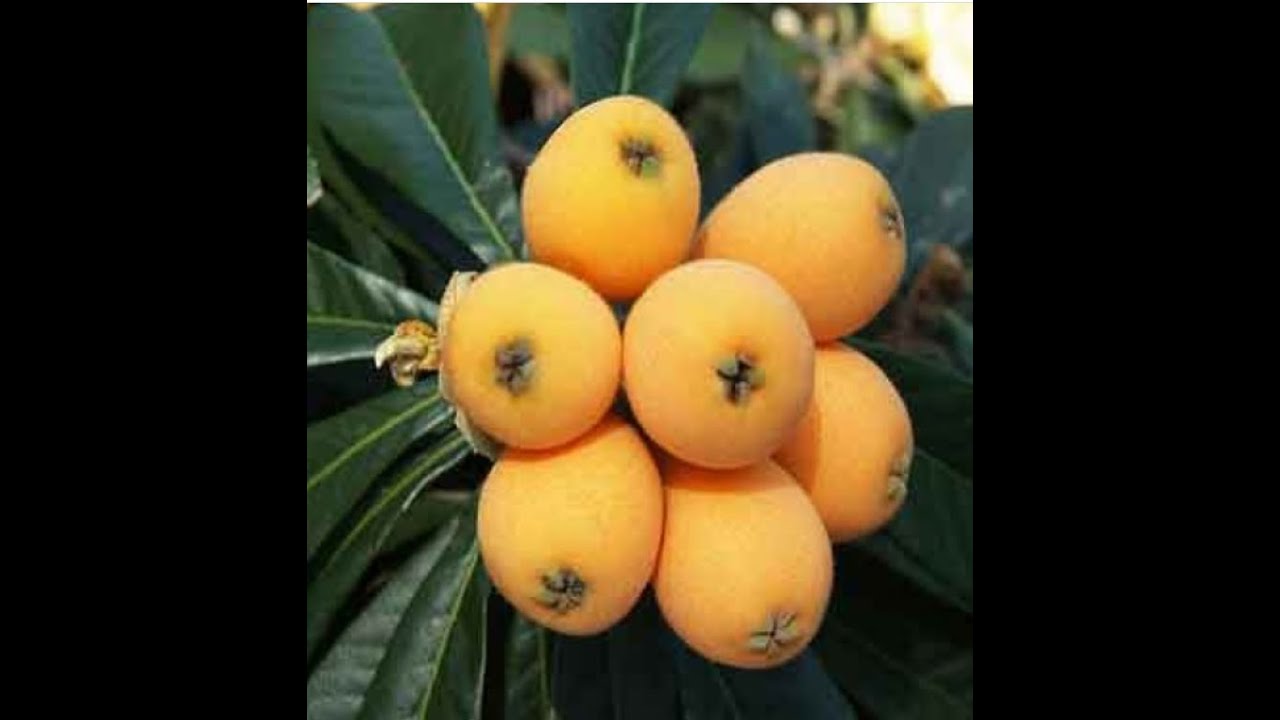 Logath plant || Loquat Plant repoting and care tips # ...
