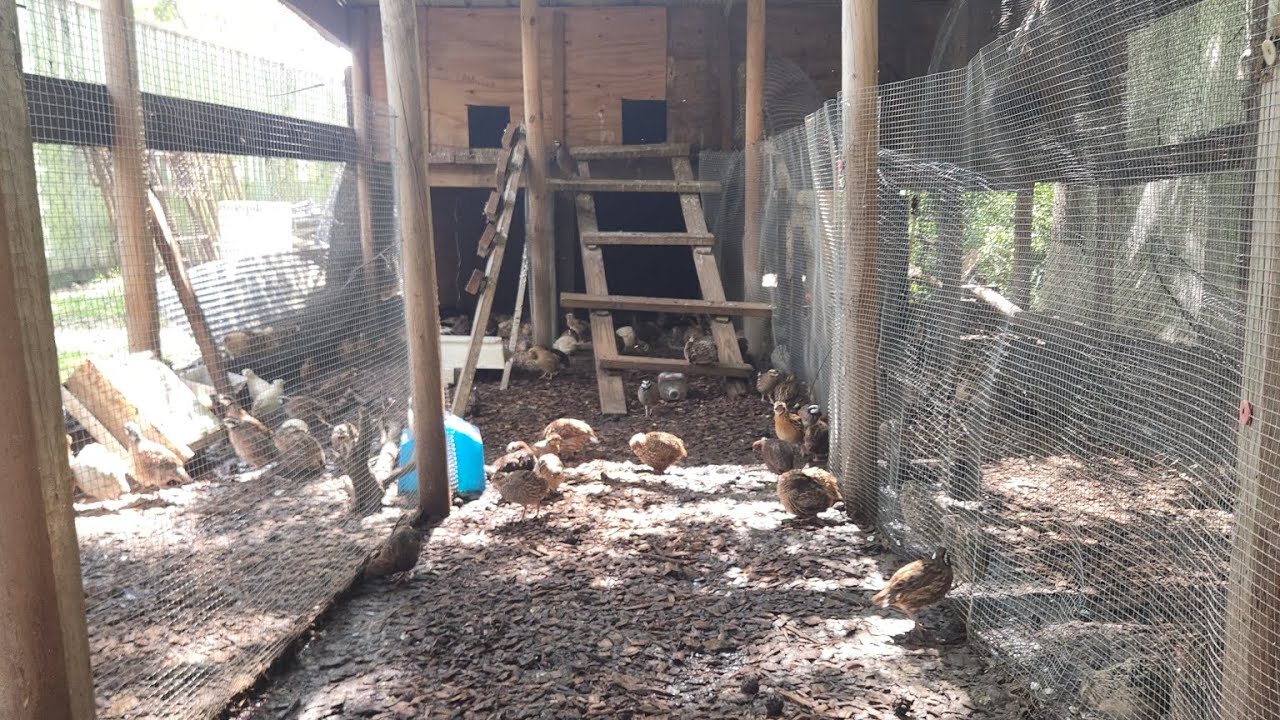 How to Pick Males for Meat & Breeders to Keep Quail & Bobwhite Tips ...