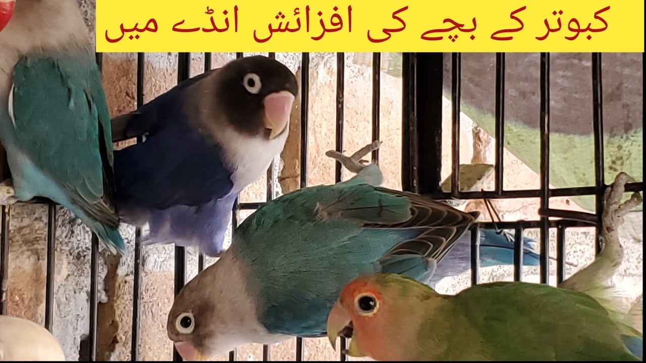 lovebird gacor lovebird liar | lovebirds wooden box | Love birds sounds ...