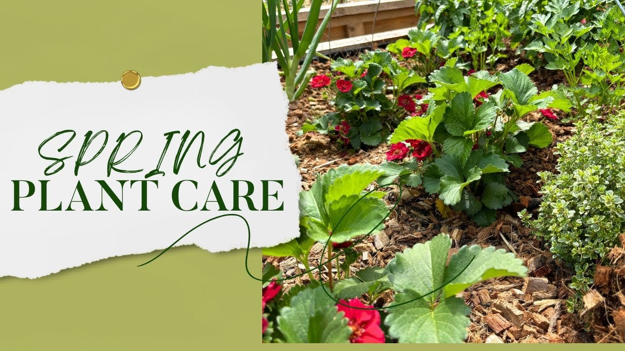 The Essential Spring Routine for Perennial Plants - YouTube