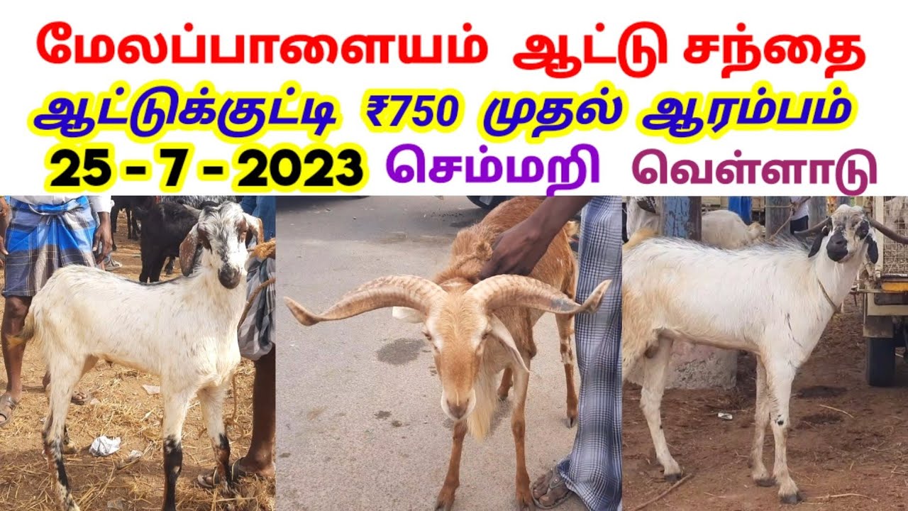 25 - 7 - 2023 / மேலப்பாளையம் ஆட்டு சந்தை / Melapalayam Goat Market ...