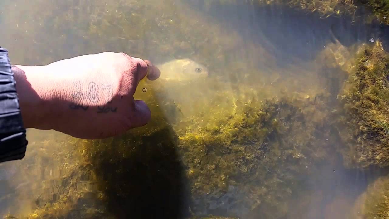 DEAD BABY FISH? - YouTube