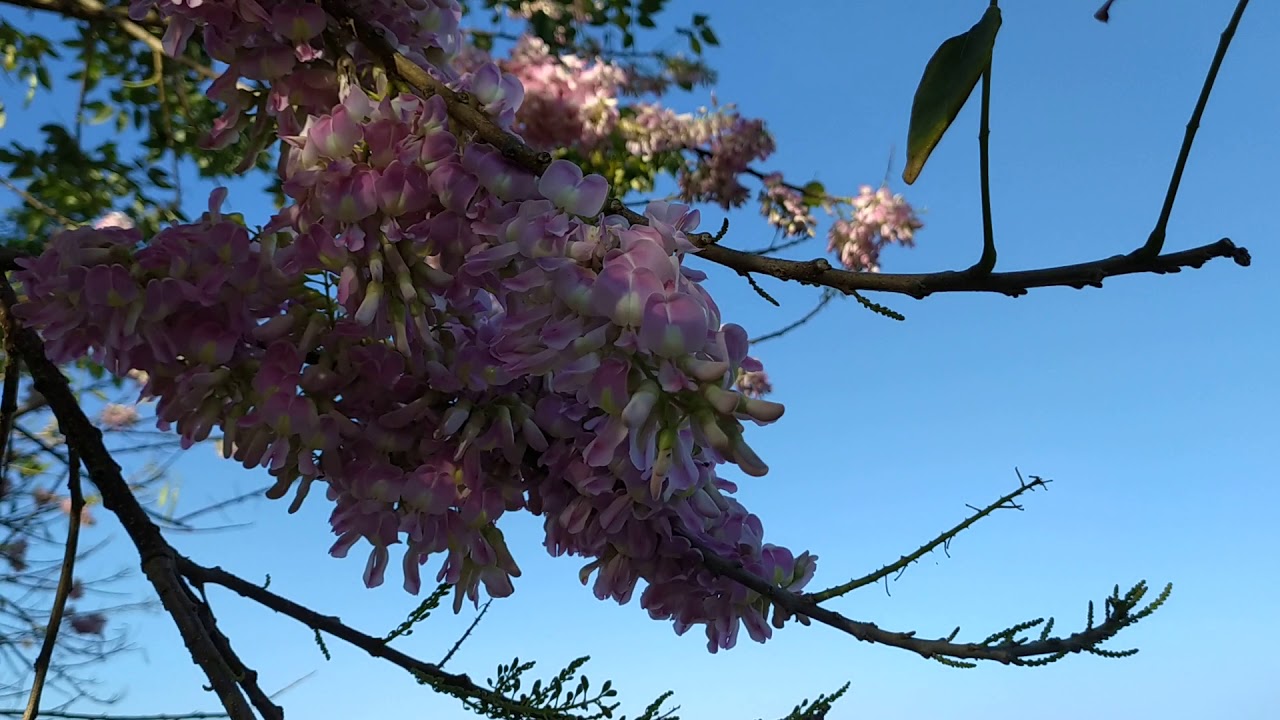 Árbol de Rabo de Raton, en Venezuela, como lo llaman en tu pais. - YouTube