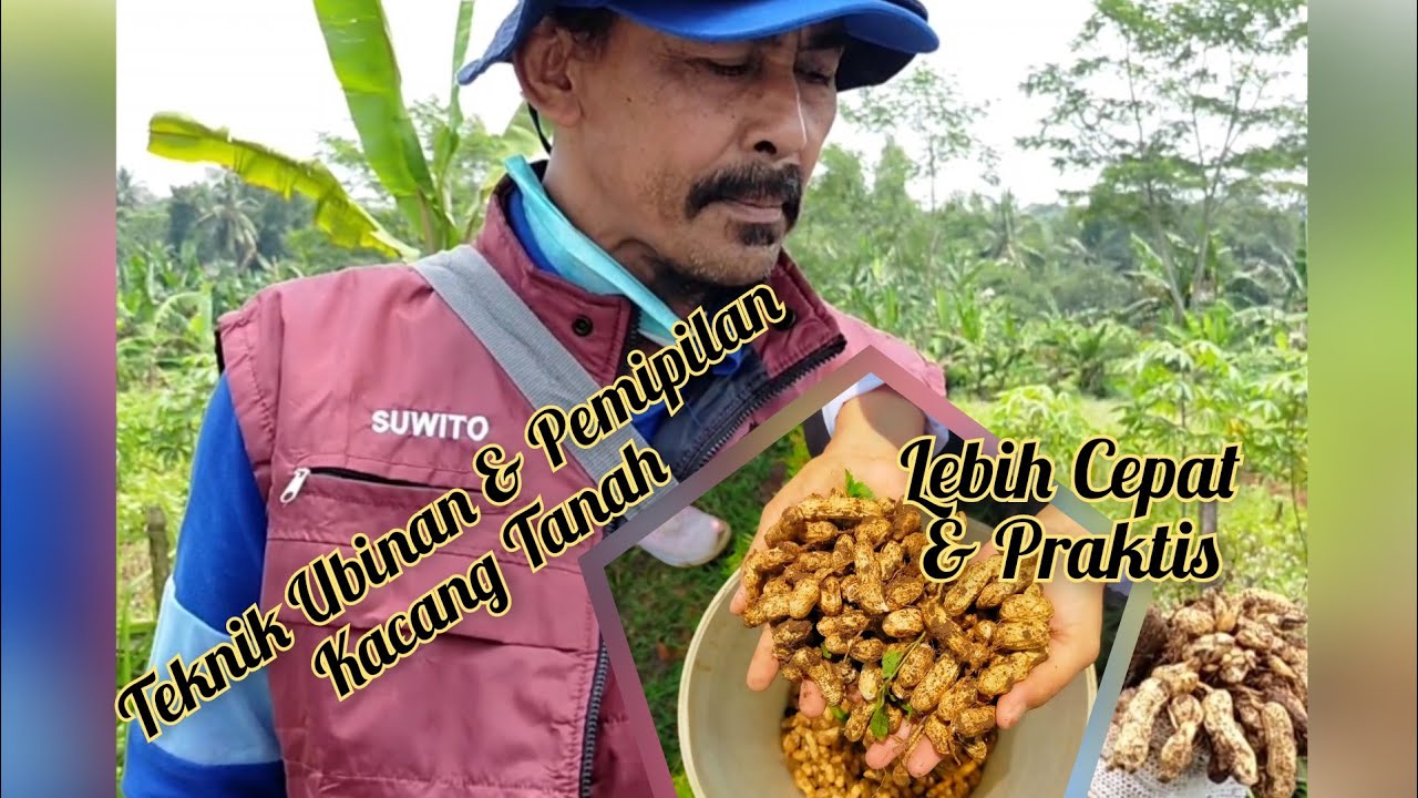 Proses Ubinan Atau Cara Memprediksi Jumlah Produksi Kacang Tanah - YouTube