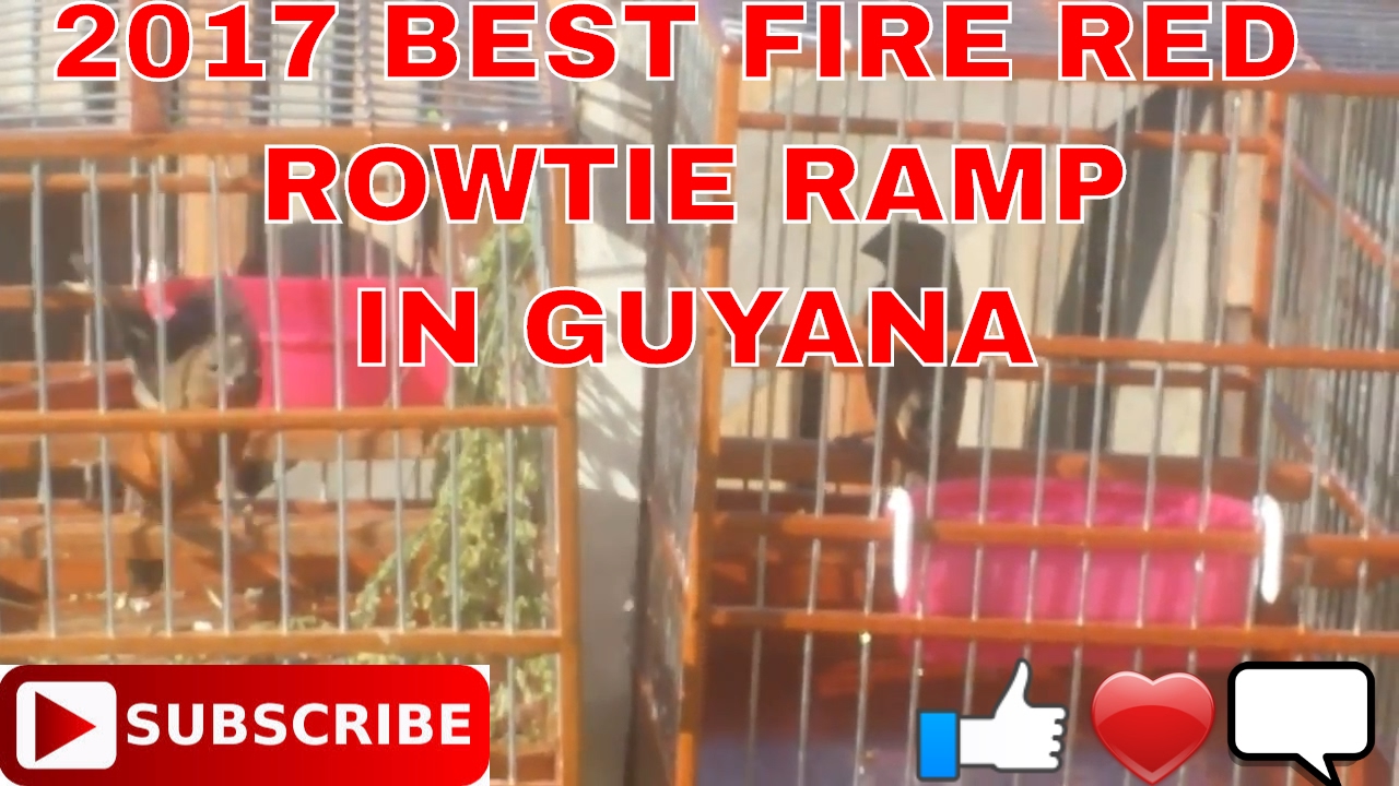 2017 BEST FIRE RED ROWTIE RAMP IN GUYANA - YouTube