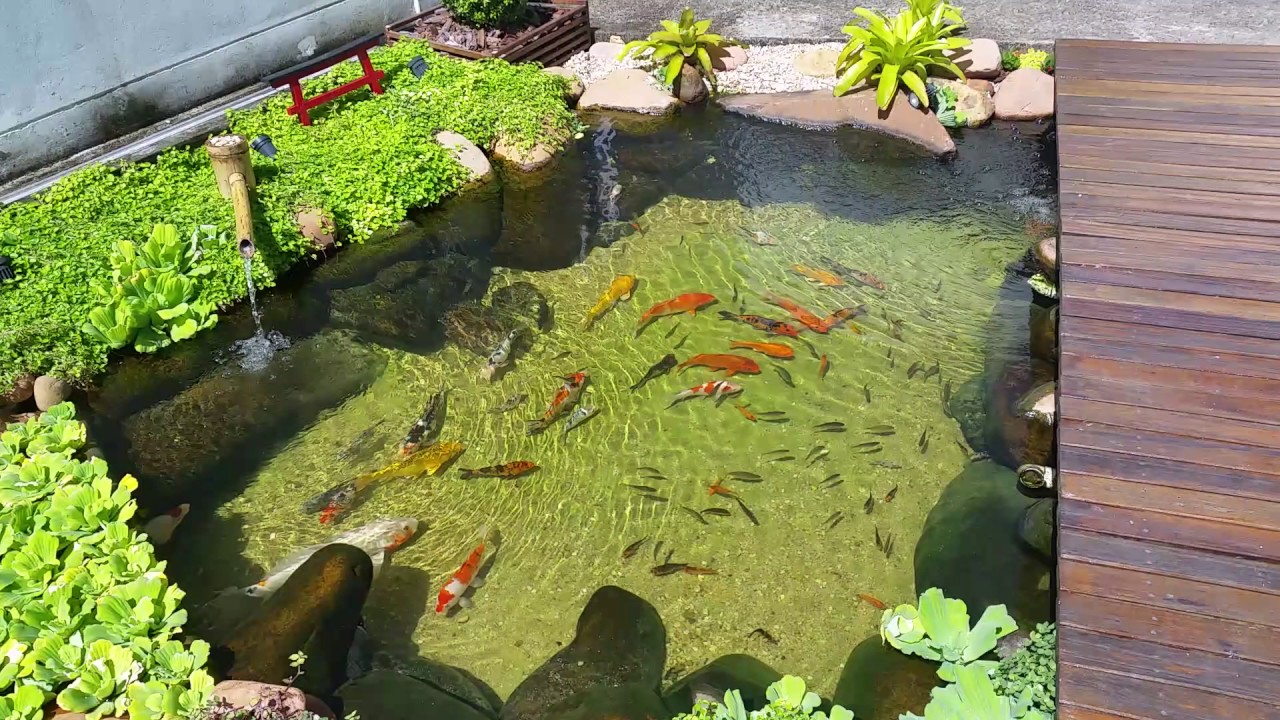 Lago Ornamental - Jardim Carpas, piavas, kinguios - YouTube