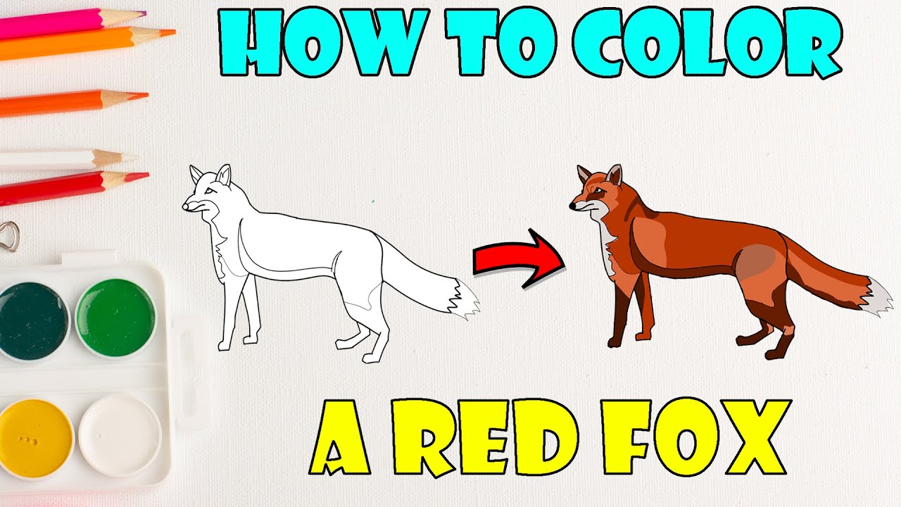 How To Color A Red Fox | Easy Coloring Guide for Kids - YouTube