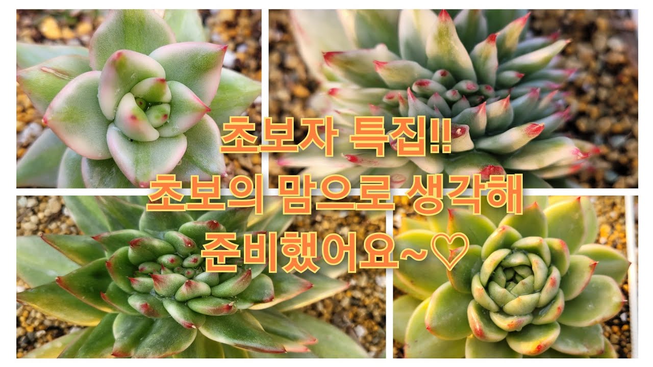 10월28일 다육 초보님들 위해 은지네가 준비했어요이벵 다육 금다육 다육이키우기 초보다육이 Youtube