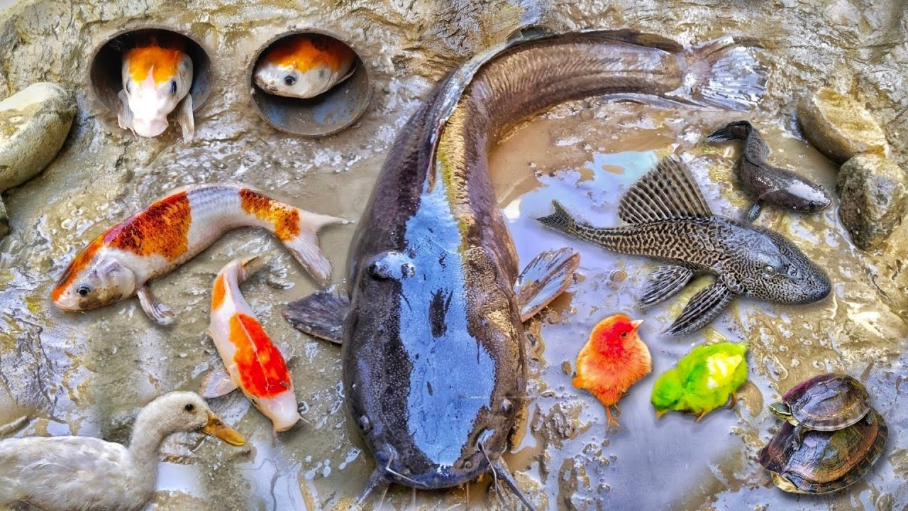 Finding Ornamental Fish in Holes, Big Catfish, Koi Fish, Turtles ...