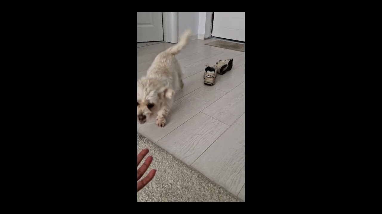 Compilation Daisy ️ Bailey in Sofia, 2p24 - YouTube