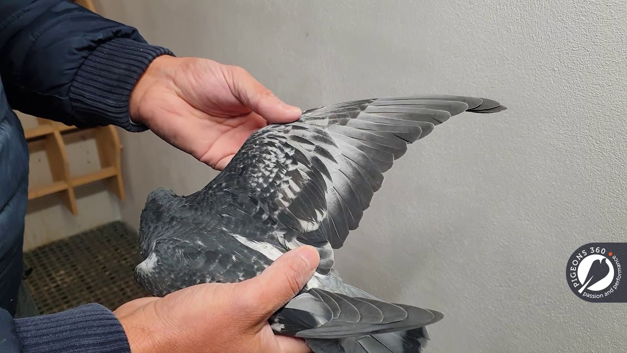 RO-20-503164 - YouTube