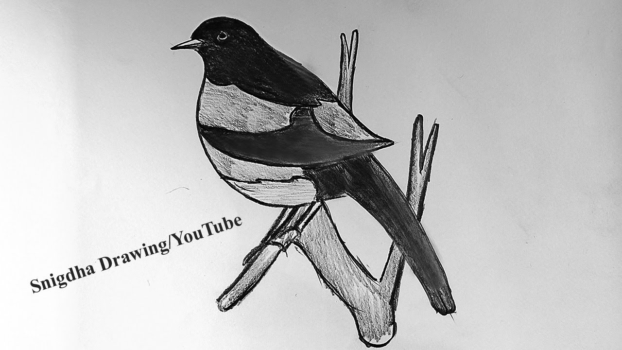 How to Draw a Magpie Drawing step by step । খুব সহজে দোয়েল পাখি অংকন ...