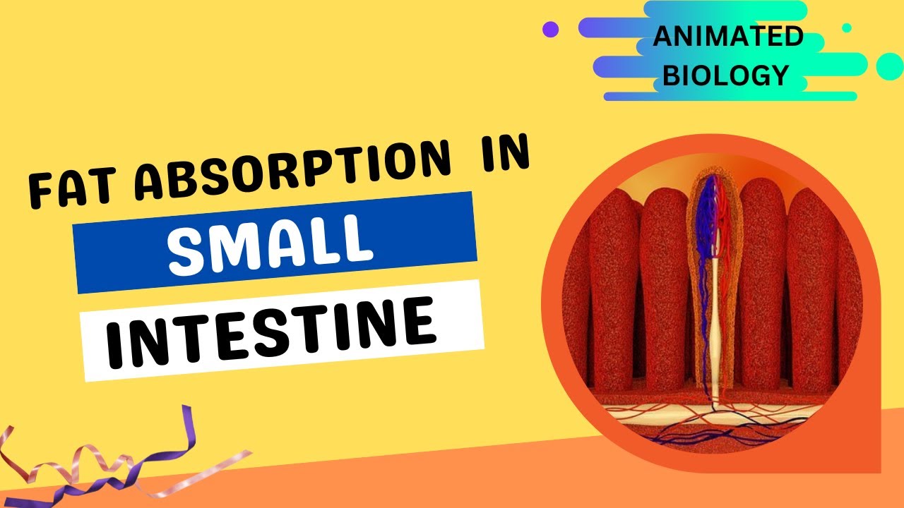Small intestine and food absorption | Physiology | Gastrointestinal ...