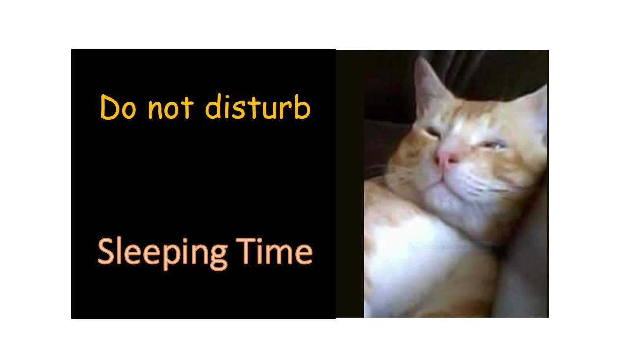 Funny Cat - Do not Disturb. Sleeping Time. - YouTube