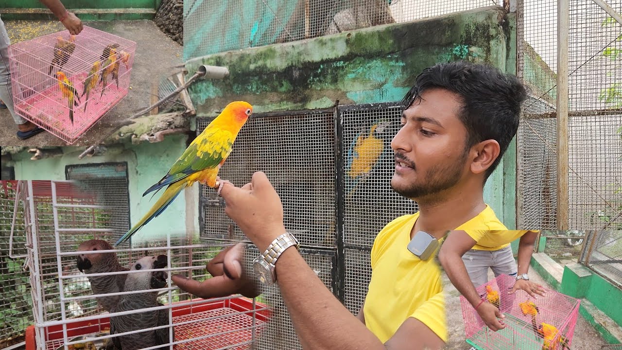 Released hand tem African grey parrot and full tame sun conure in our ...
