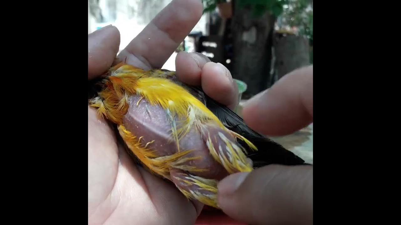 Solución natural del picaje de plumas en aves. - YouTube