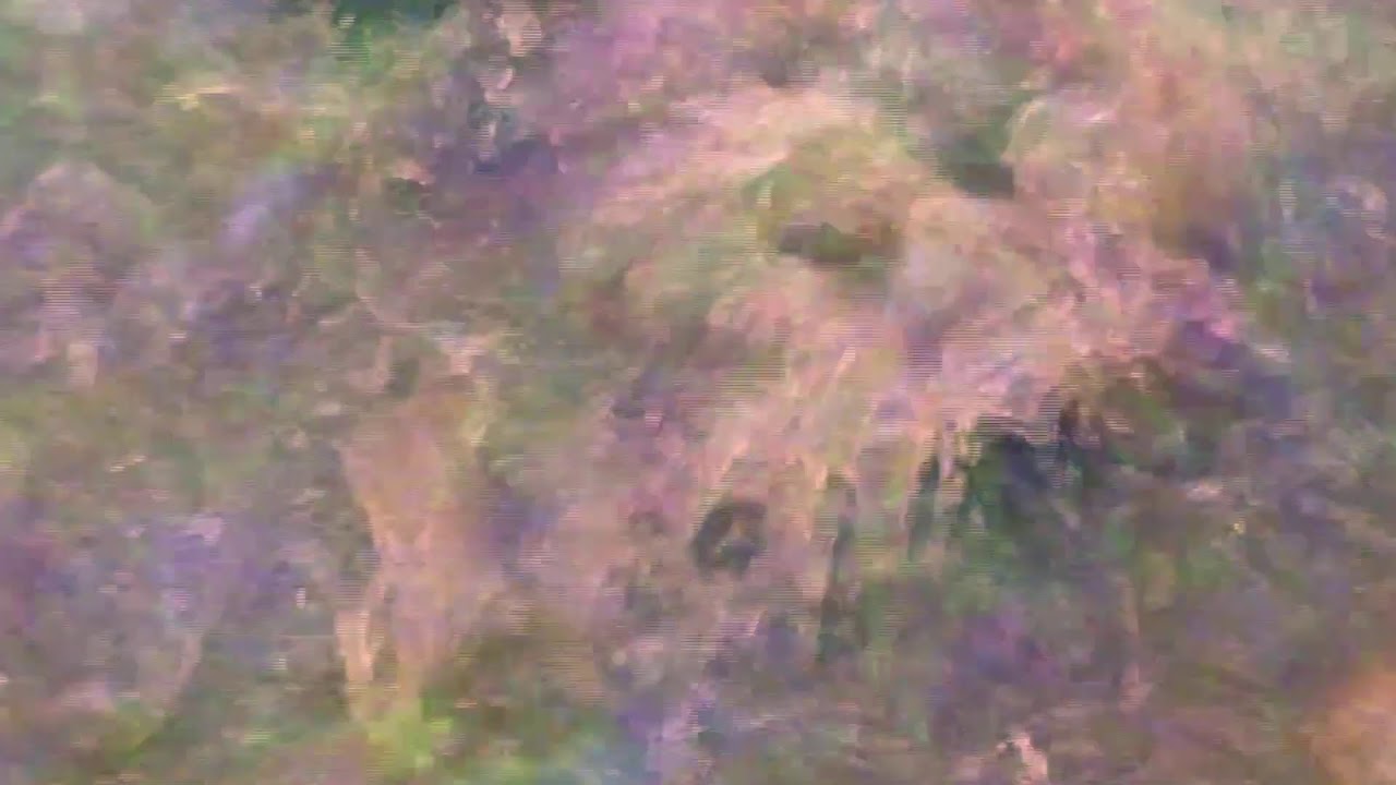 Live stream Ron Bergman - YouTube