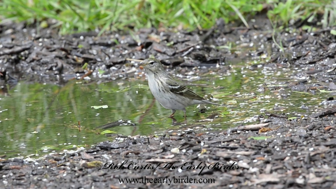 BLACKPOLL WARBLER female bathing. Setophaga striata - YouTube