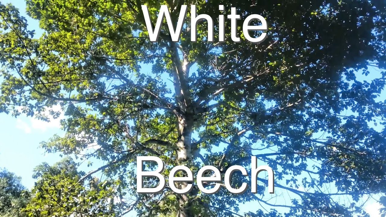 White Beech Tree - Same Timber value as Red Cedar (Gmelina Leichhardtii ...