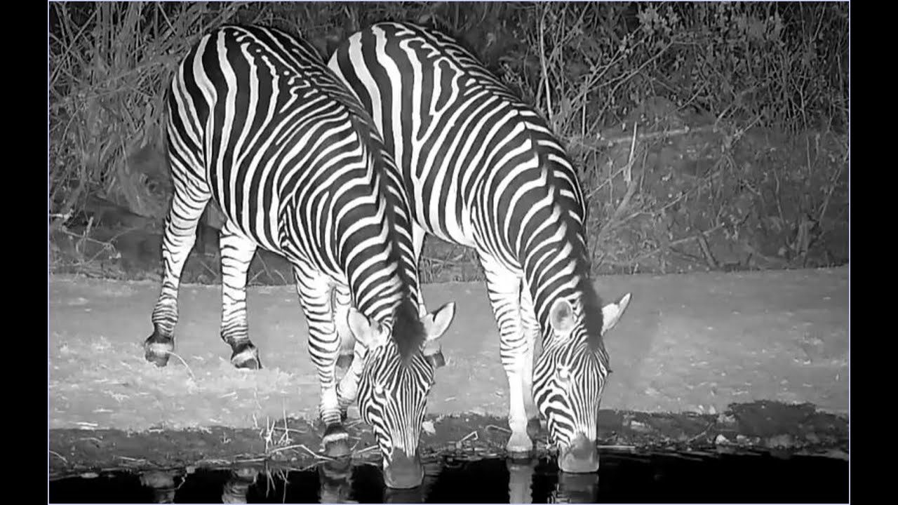 Stunning Zebra night time reflections. - YouTube