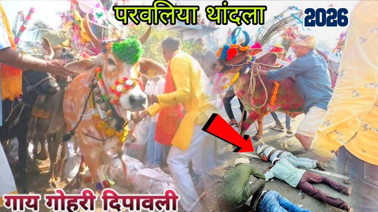 गाय गोहरी परवलिया थांदला विडियो 2026 || हैप्पी दीपावली 🪔Thandla ...