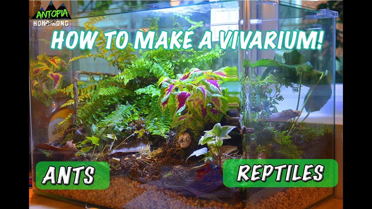 How to build a tropical vivarium! - For reptiles or ants! (From Scratch ...