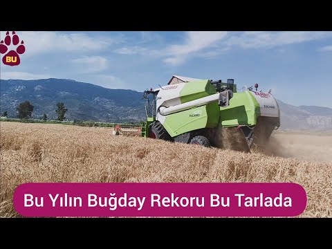 Bu Yılın Buğday Rekoru Bu Tarlada 800.kg