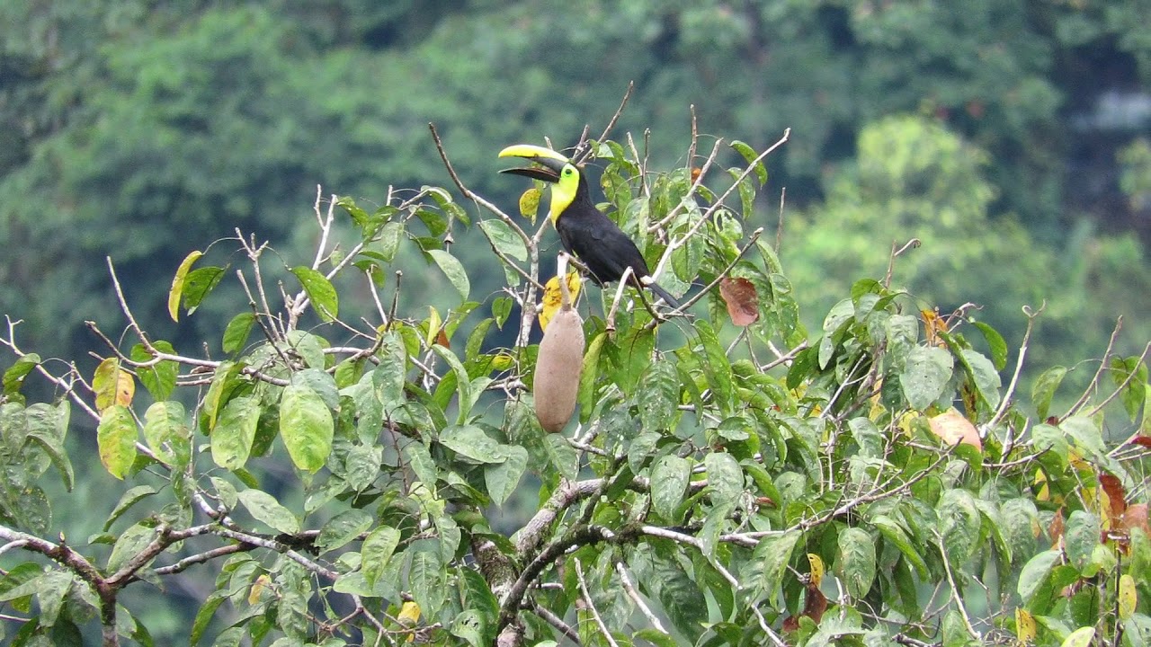 Choco Toucan (Ramphastos brevis) - Colombia - YouTube