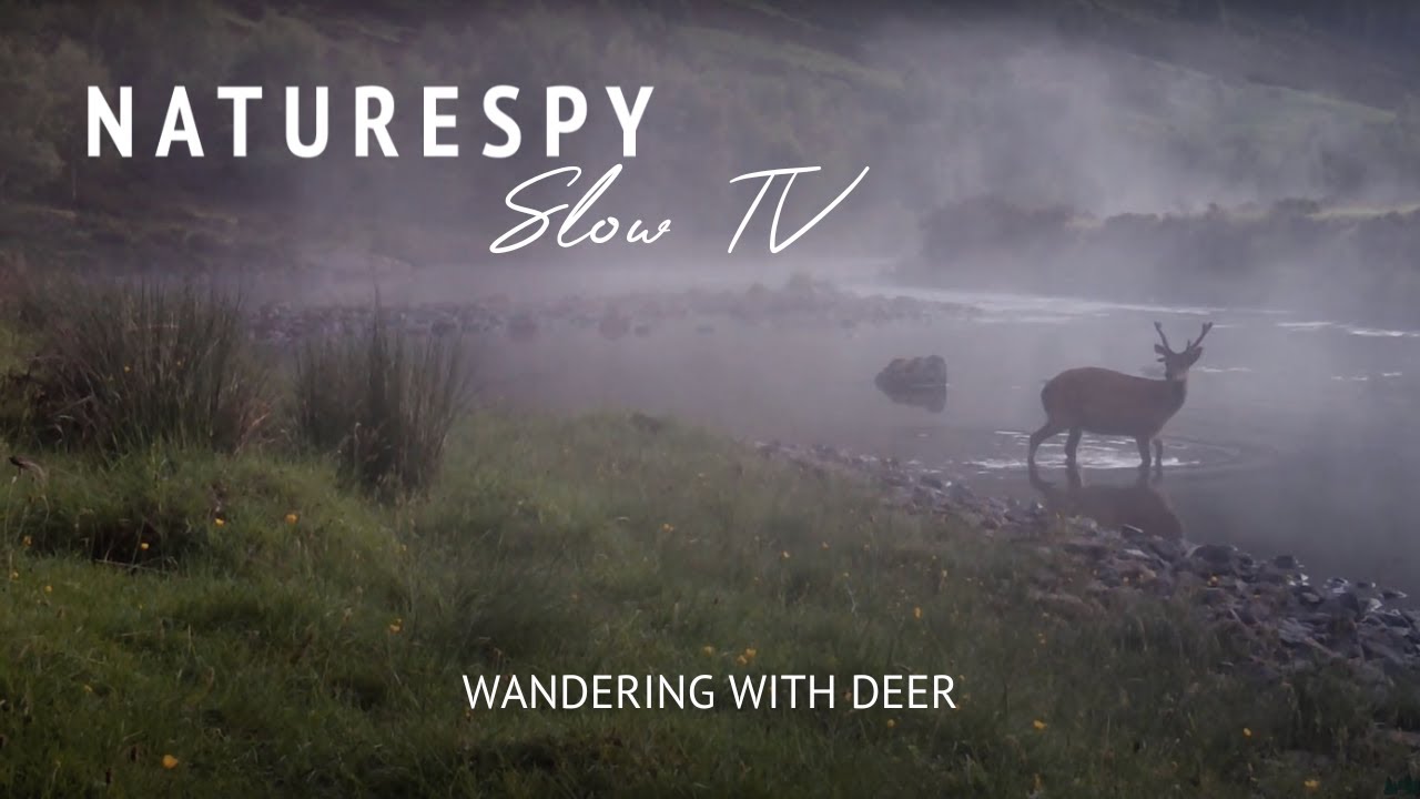 10 Minutes of Peaceful Wild Deer & Bird Song - YouTube