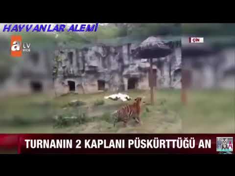Turnanın 2 Kaplanı Püskürttüğü An