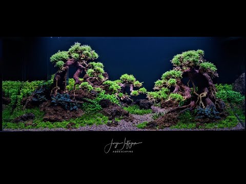 Bonsai Tree Aquascape Tutorial with Adrie Baumann