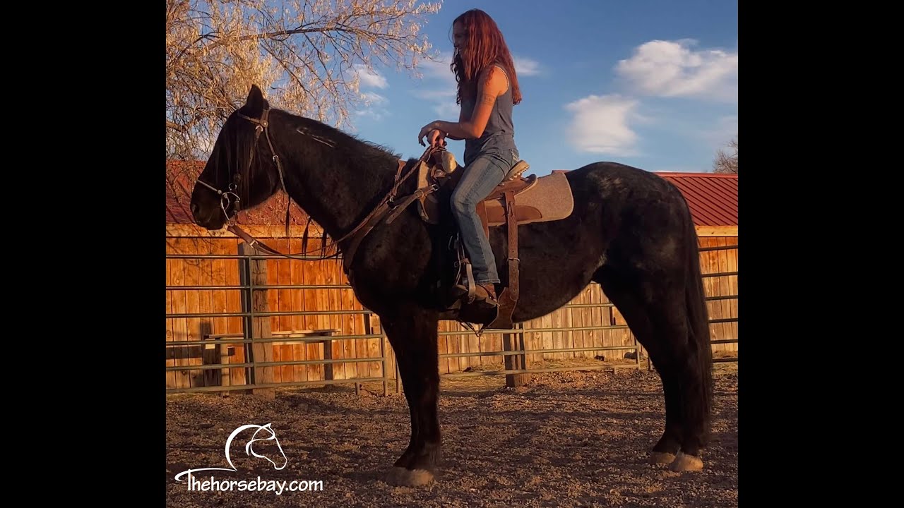BLM DRAFT MUSTANG HORSE FOR SALE - YouTube