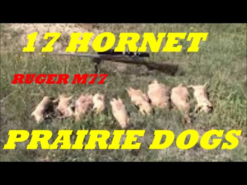 17 HORNET PRAIRIE RAT CONTROL - YouTube