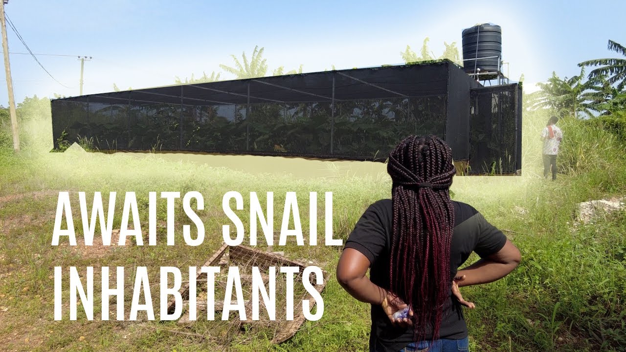 Preparing the Ideal Snail Habitat: Greenhouse Setup (Old Design) - YouTube