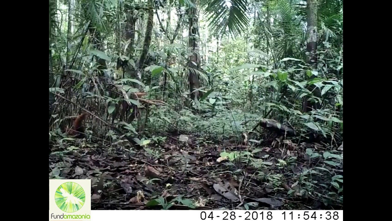 Southern Amazon red squirrel, Sciurus spadiceus "Ardilla roja" - YouTube