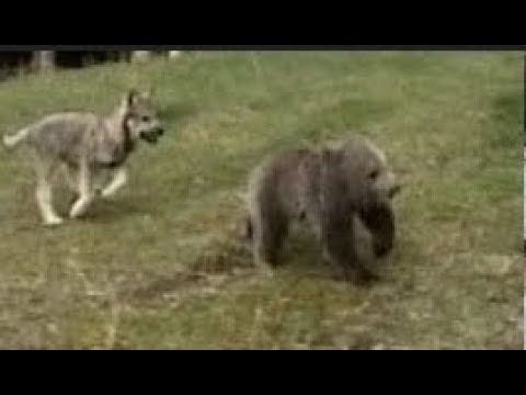 BEAR CUB & WOLF PUP - New Day © Denmortube - YouTube