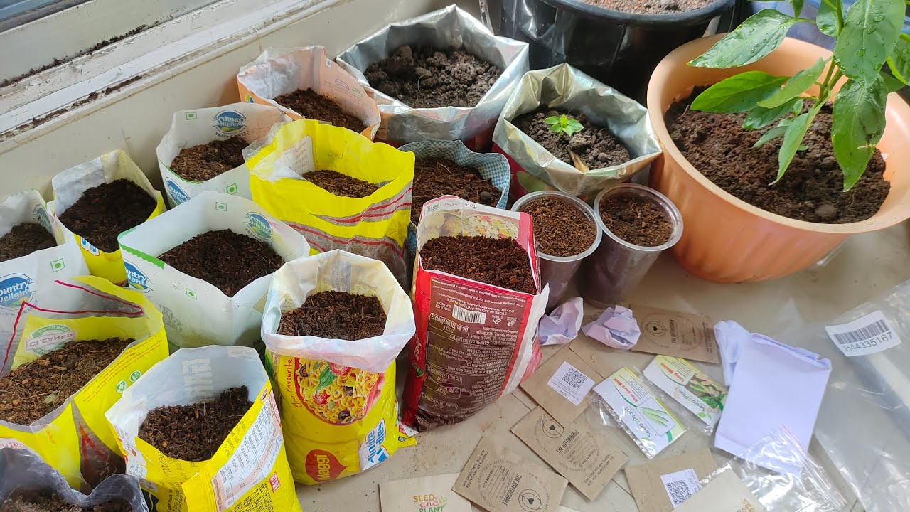 growing some monsoon seed for my balcony garden - YouTube