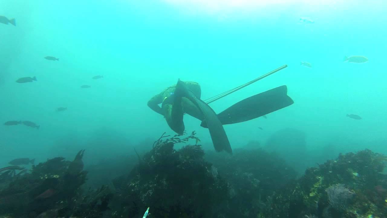 Spearfishing Exquisite Monterey-Ling Cod Hunt - YouTube