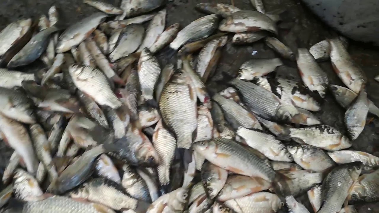 Net Fishing in swat river - YouTube