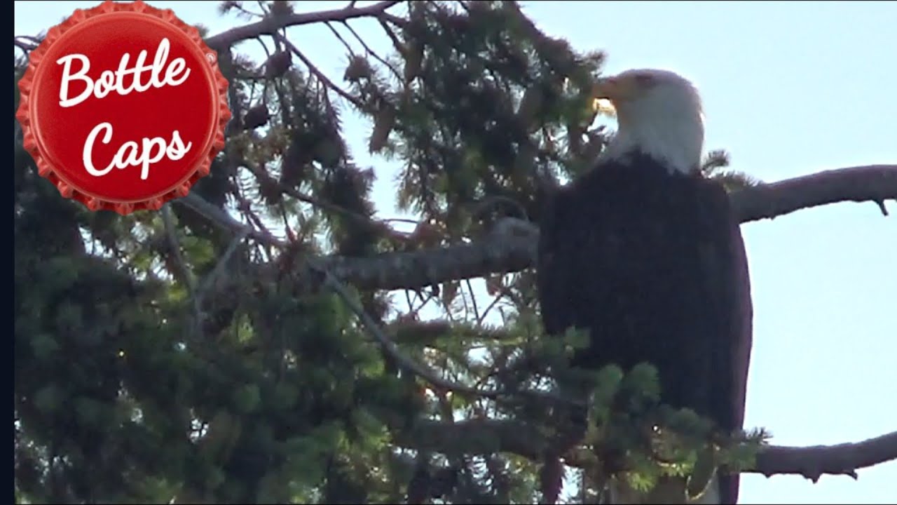 Town Eagle 🇨🇦 - YouTube